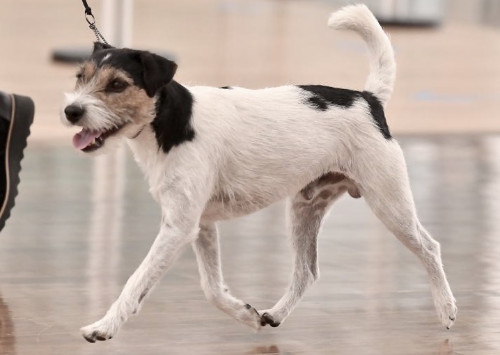 Galerie – Rusty's Rascals