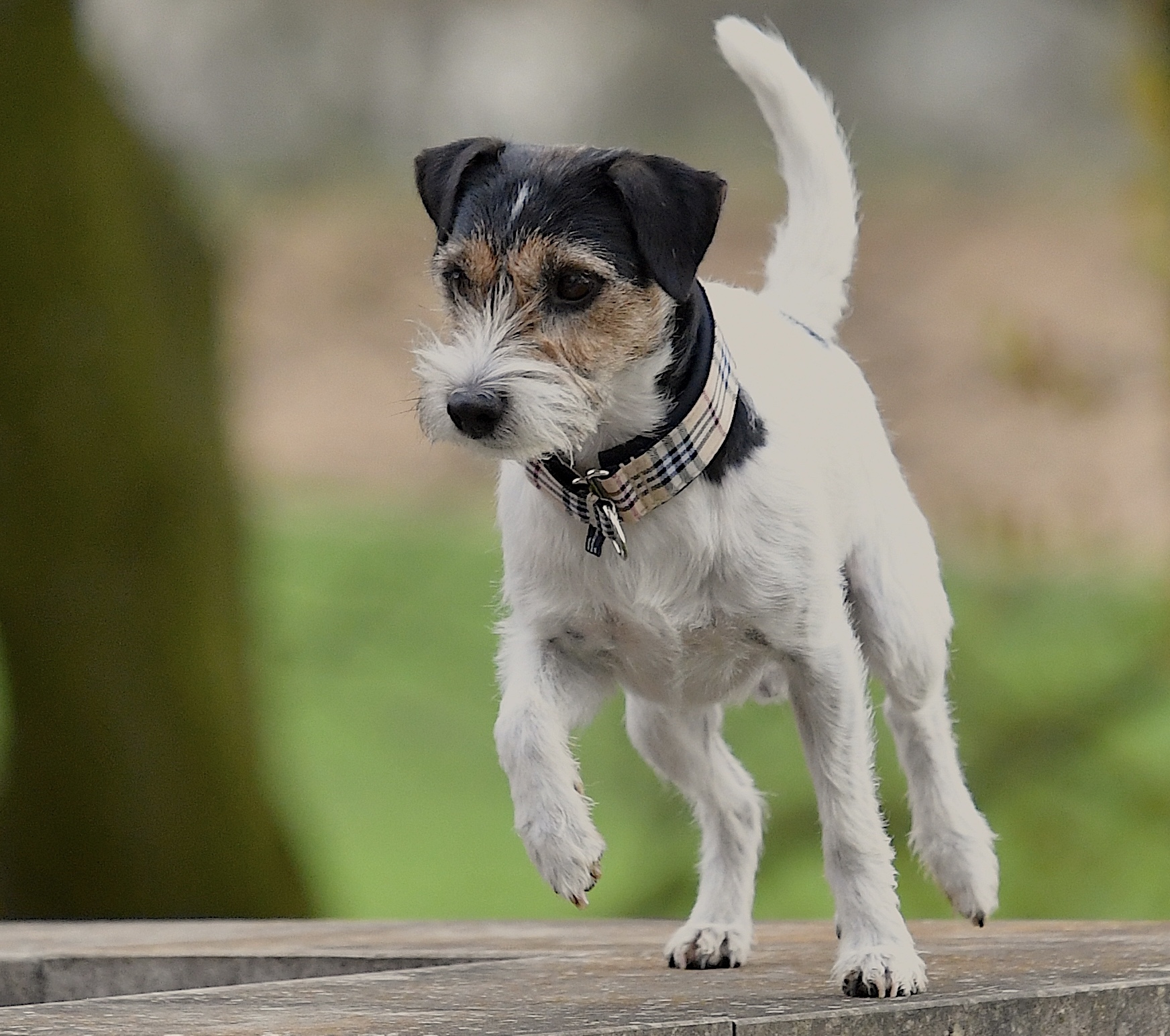 Galerie – Rusty's Rascals